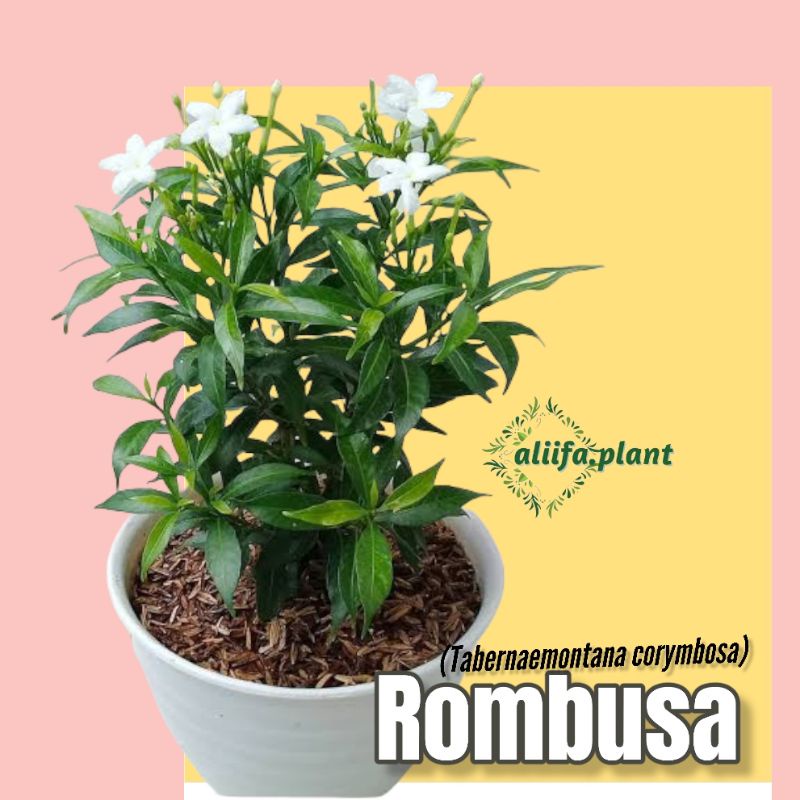 Jual Bunga Rombusa // rombusa // rombusa | Shopee Indonesia