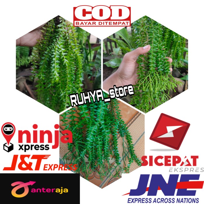 Jual Tanaman Hias Rumpai Gantung-Rumpai Lycopodium-Rumpai Duri siap ...