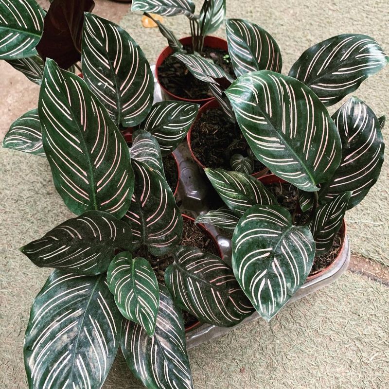 Jual Calathea Louisae Terlengkap & Harga Terbaru Desember 2022 | Shopee ...