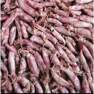 Jual CUMI JARUM FROZEN JAKARTA KEMASAN 500 GR 1 KG FRESH SEGAR UTUH ...
