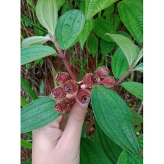 Jual BUAH HARENDONG, BUAH SENGGANI SENDUDUK 250gr | Shopee Indonesia