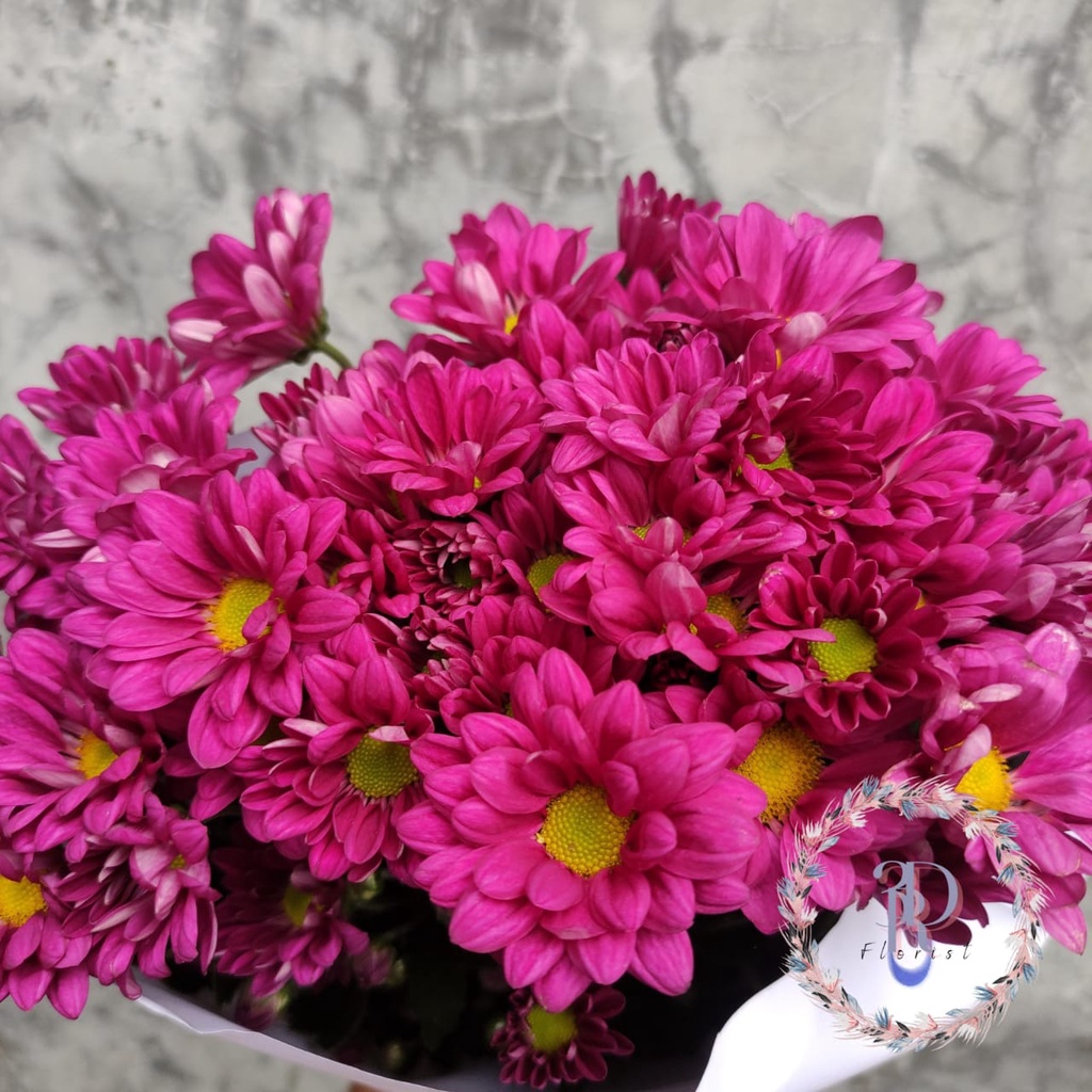 Jual Bunga Aster | Shopee Indonesia