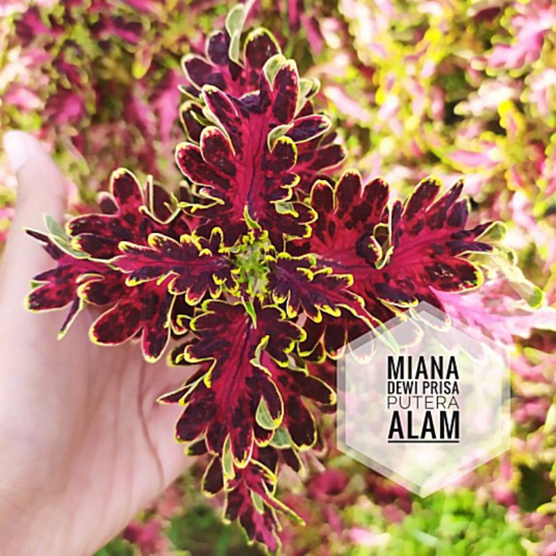 Harga Prisa.id Terbaru Januari 2024 |BigGo Indonesia