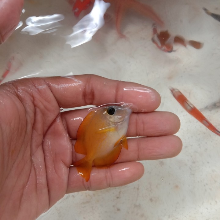 Harga Botana Terbaru September 2022 |BigGo Indonesia