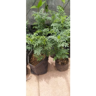 Jual pohon / bibit daun inggu / chau chau / Ruta graveolens | Shopee ...