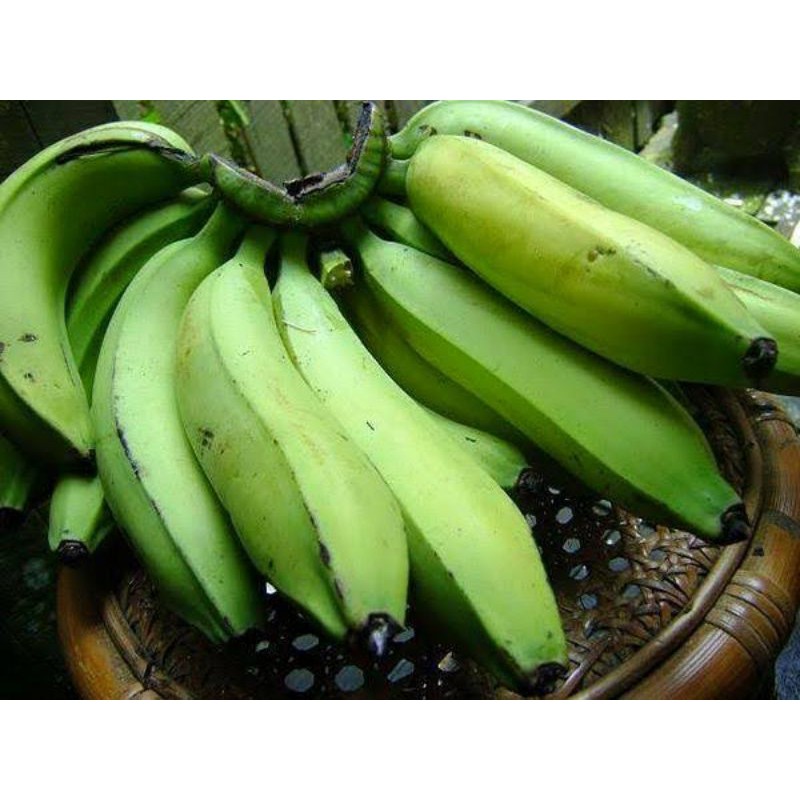 Jual Bibit Buah Pisang Raja Nangka Super | Shopee Indonesia