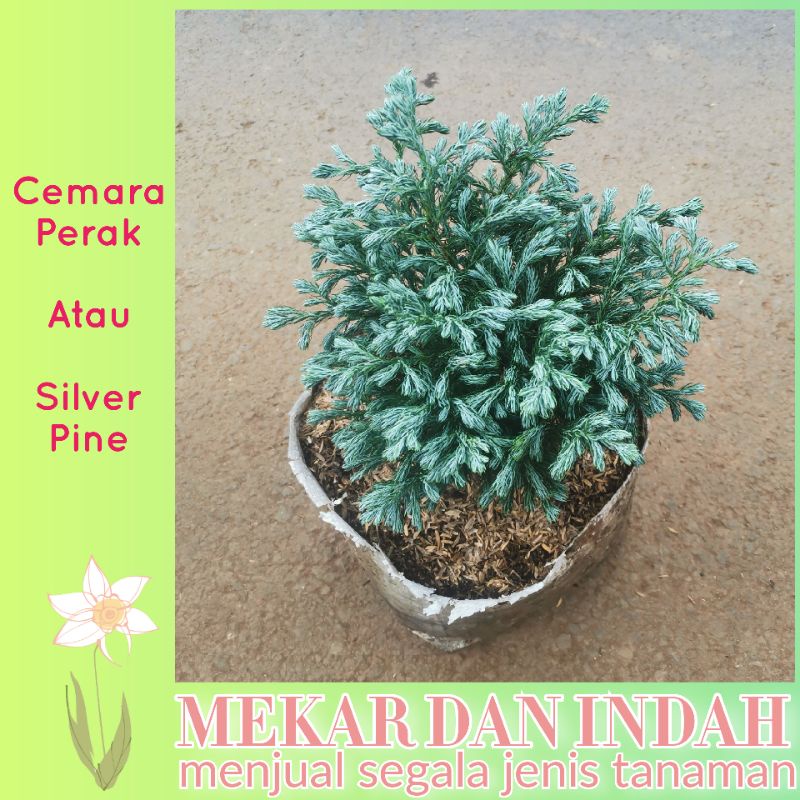 Jual tanaman cemara perak, pohon cemara perak silver pine | Shopee ...