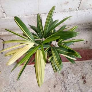 Jual palem regu variegata palem waregu varigata tanaman hias palm plant ...