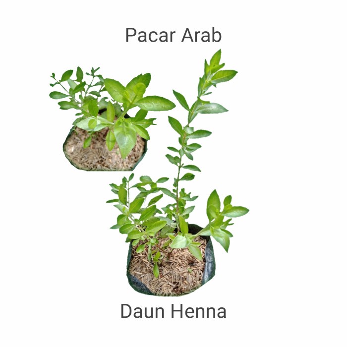 Jual Bibit Tanaman Pacar Arab - Pohon Daun Pacar Arab - Daun Henna ...