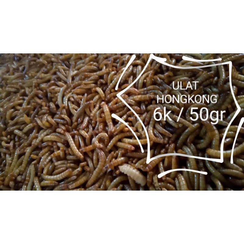 Jual Pakan Ikan - Ulat Hongkong (50 gram) | Shopee Indonesia