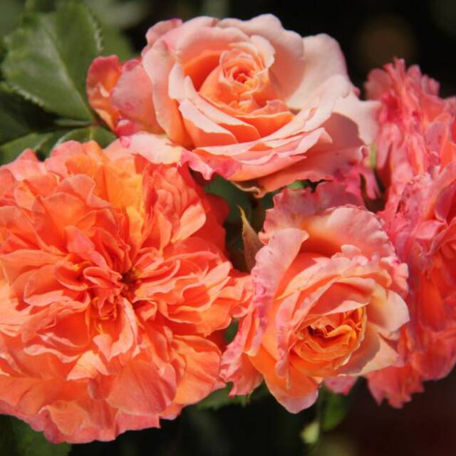 Jual Tanaman Hias Bunga Mawar Floribunda ( mawar jepang ) | Shopee ...