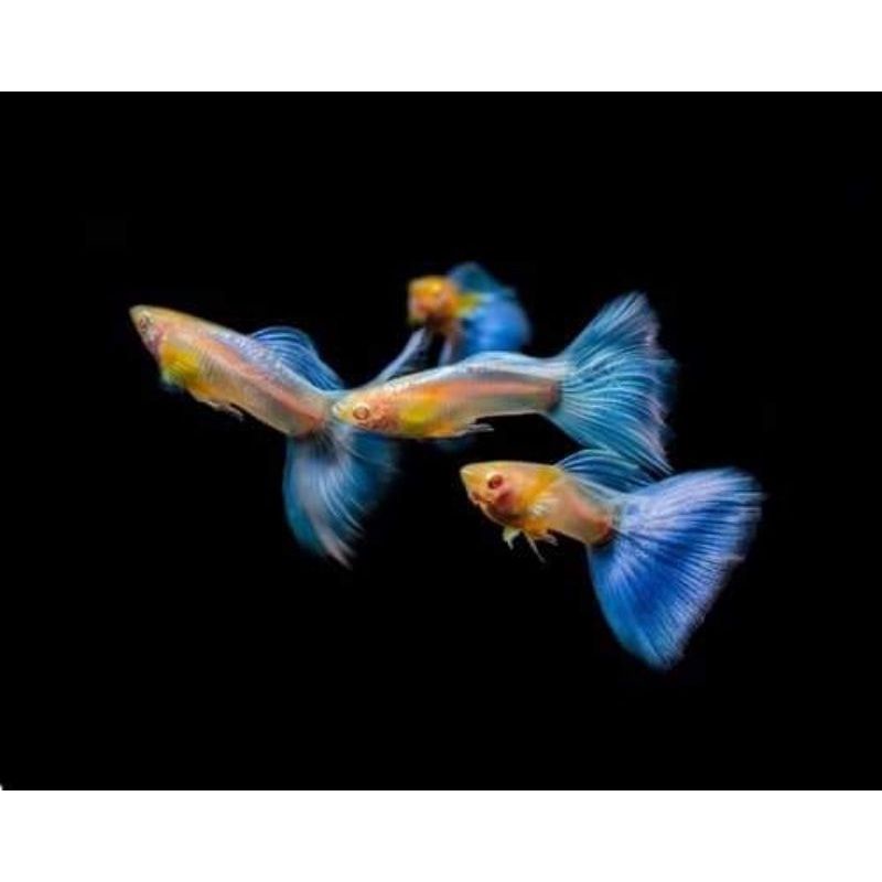 Jual Guppy Sky blue / guppy topas | Shopee Indonesia