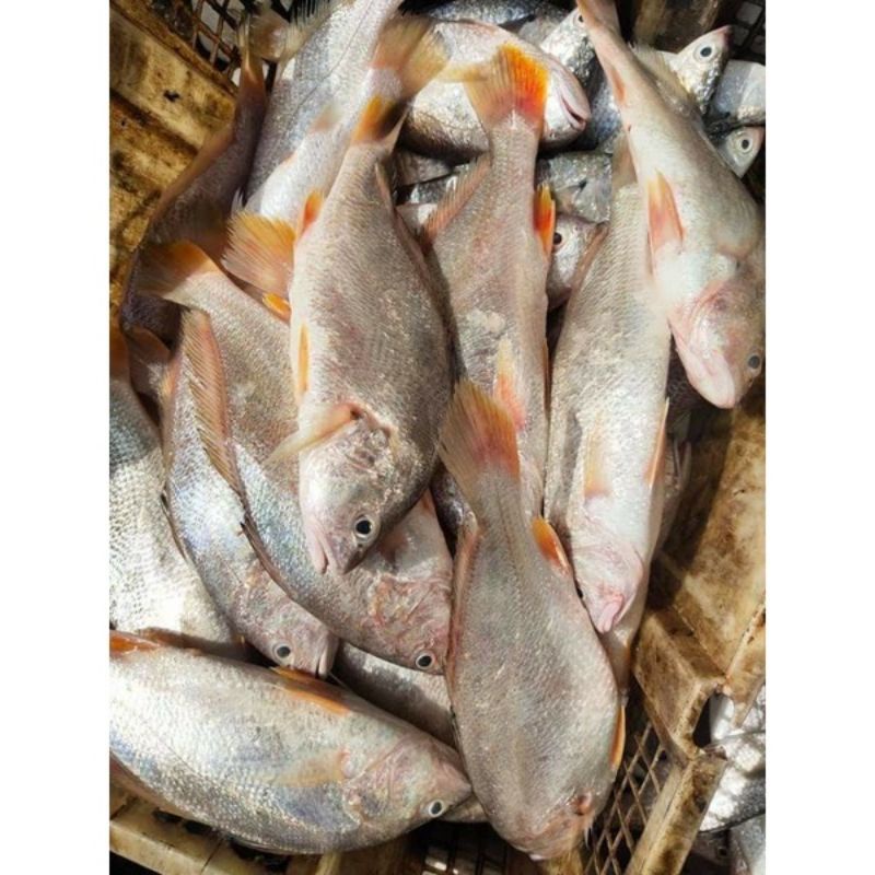 Jual Ikan Samge Segar Fresh 1Kg / Hasil Laut Harian BERGARANSI | Shopee ...