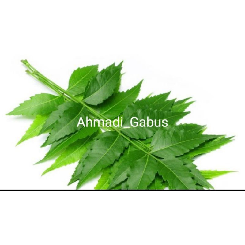 Jual Daun Mimba segar 1 kg | Shopee Indonesia