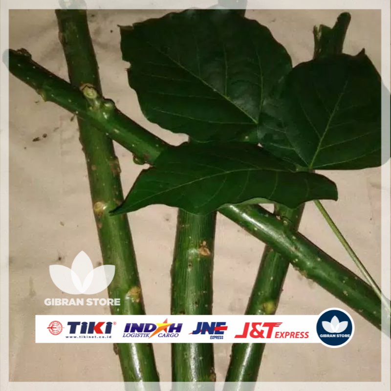 Jual batang pohon dadap | Shopee Indonesia