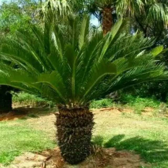 Jual Tanaman palem sikas - mawar jambe | Shopee Indonesia