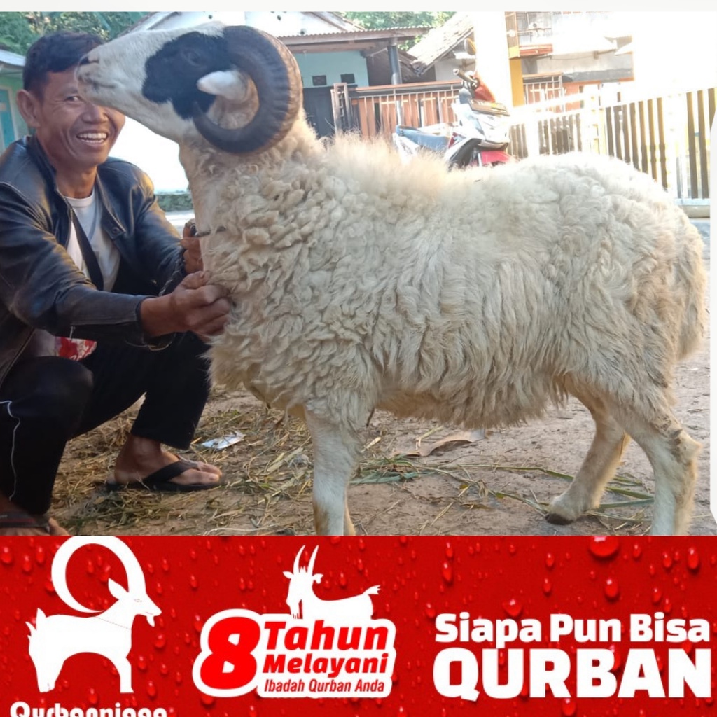 Harga domba qurban Terbaru Sep 2024 |BigGo Indonesia