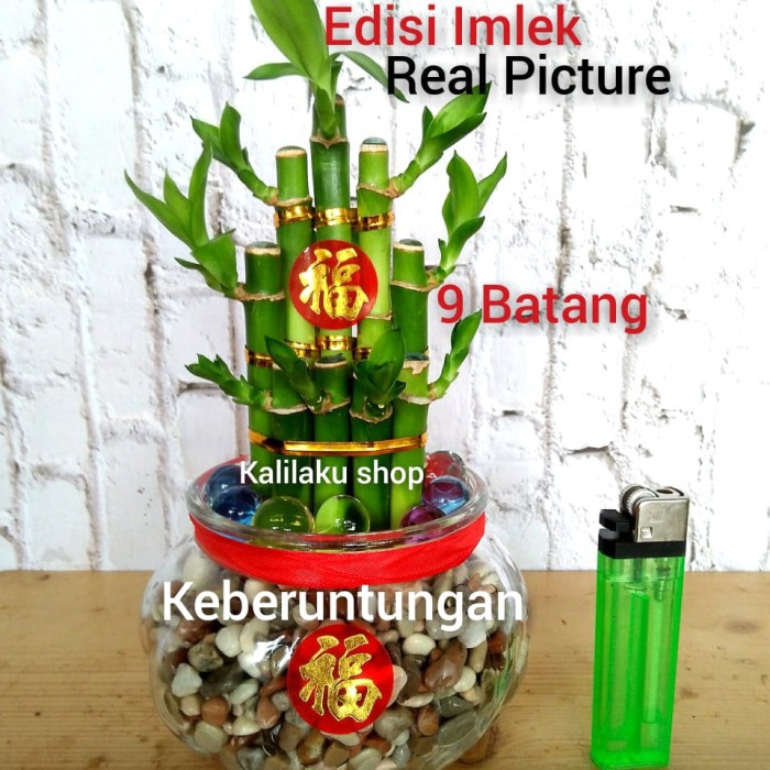 Jual Bambu Hoki Fengshui 9 Batang Keberuntungan/Hampers Imlek/Kado ...