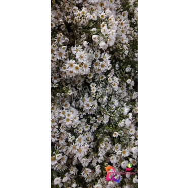 Jual bunga pikok putih/bunga potong segar (harga per 1 ikat) | Shopee ...