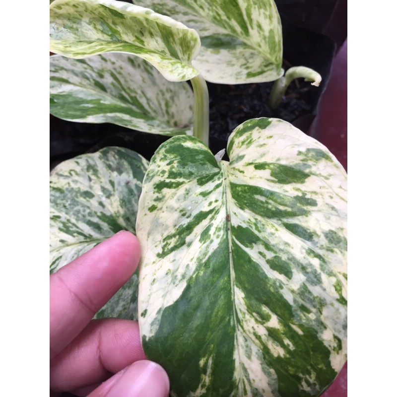 Jual Bibit Marble Photos Sirih Gading Marble Tanaman Variegata (Akar ...