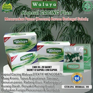 Jual KAPSUL CACING WALUYA EFEKTIF MENGOBATI MAAG KRONIS,TYPUS & LIVER ...