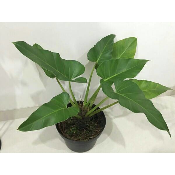 Jual tanaman philo marble / tanaman marbel | Shopee Indonesia