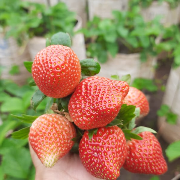 Produk Stroberi Bandung | Shopee Indonesia