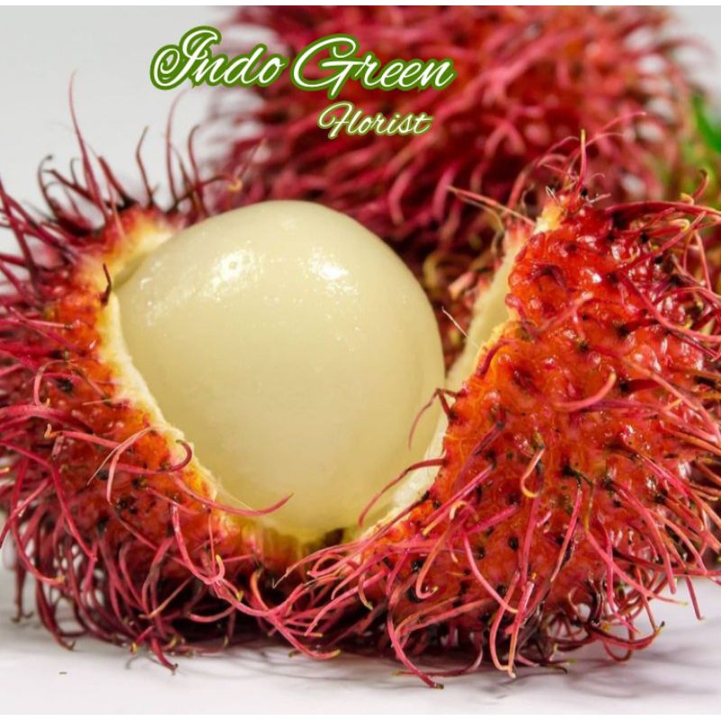 Jual Bibit Rambutan Rapiah Okulasi Cepat Berbuah/Rambutan Oc/Rambutan ... Jual Bibit Rambutan Rapiah Okulasi Cepat Berbuah/Rambutan Oc/Rambutan ...
