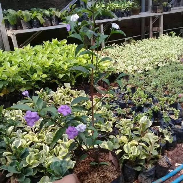 Jual Tanaman hias melati kosta - melati costa | Shopee Indonesia