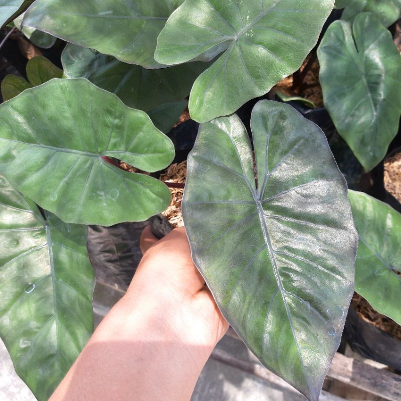 Jual Sente hitam / Alocasia Plumbea | Shopee Indonesia