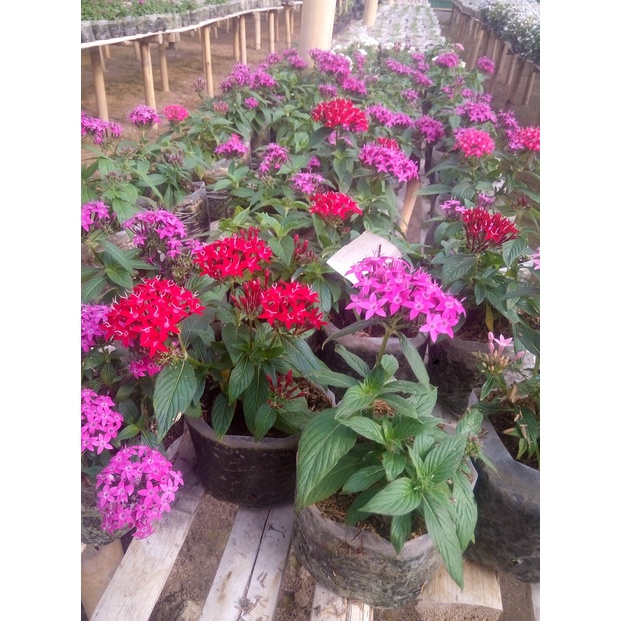 Jual Tanaman Hias Verena Berbunga Bunga Pentas | Shopee Indonesia
