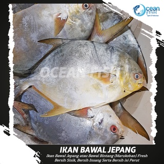 Jual Ikan Bawal Jepang Segar - Ikan Bawal Bintang Fresh / Marukoban ...