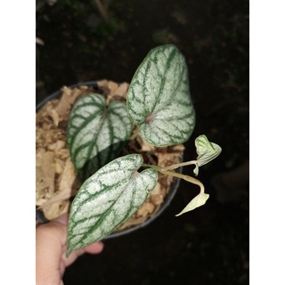 Jual Tanaman bunga Sirih perak / sirih silver / piper sylvaticum ...