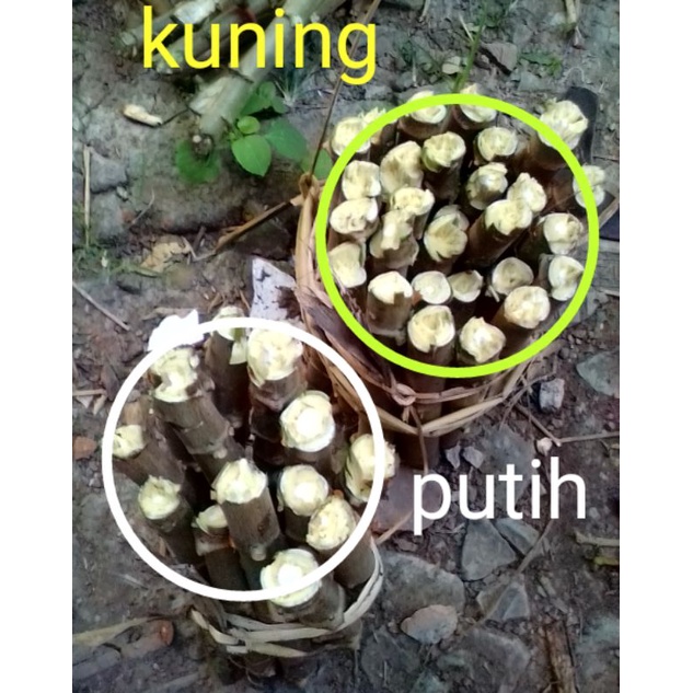 Jual Bibit singkong kuning | Shopee Indonesia