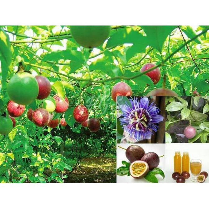 Jual Plp Bibit Tanaman Buah Markisa Merah Manis Xena M3Riah | Shopee Indonesia