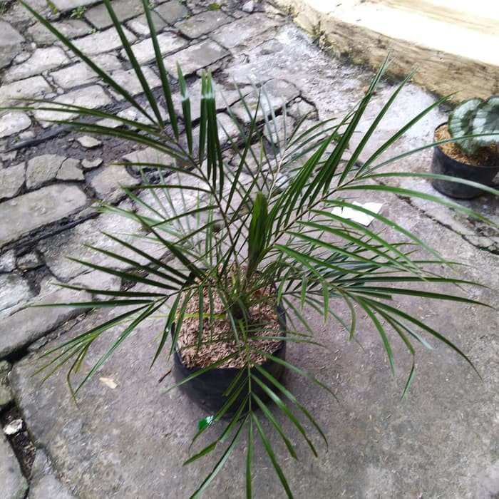 Jual Tanaman palem phoenix atau ponix | Shopee Indonesia