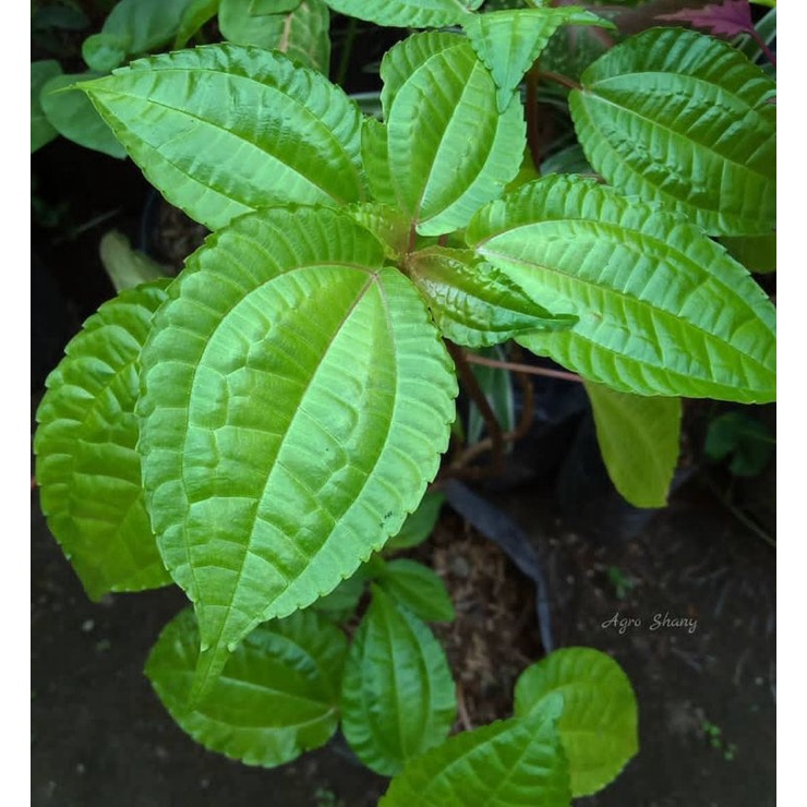 Jual Bibit tanaman pohpohan/Pohon daun pohpohan buat lalapan | Shopee ...