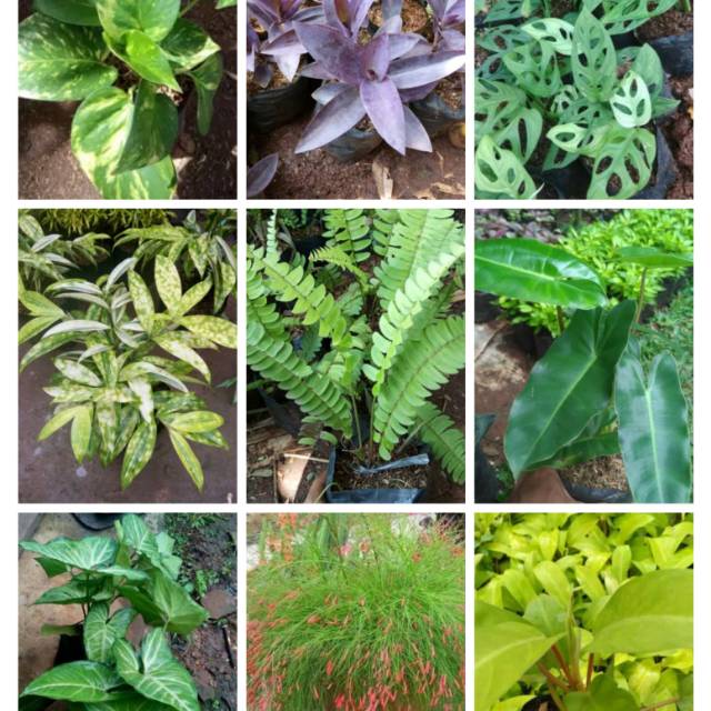 Jual Paket 9 jenis tanaman cocok untuk vertikal garden, tanaman hias ...