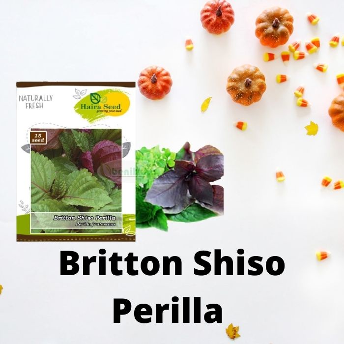 Jual Benih-Bibit BIJI Britton Shiso Perilla (Haira Seed) | Shopee Indonesia Jual Benih-Bibit BIJI Britton Shiso Perilla (Haira Seed) | Shopee Indonesia