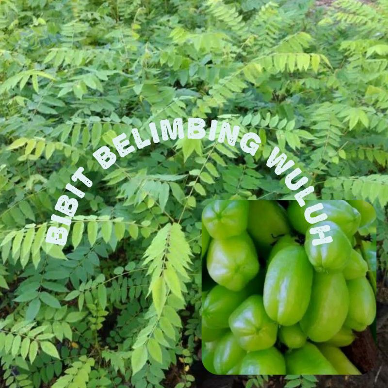 Jual Mulwo Terlengkap & Harga Terbaru Februari 2023 | Shopee Indonesia