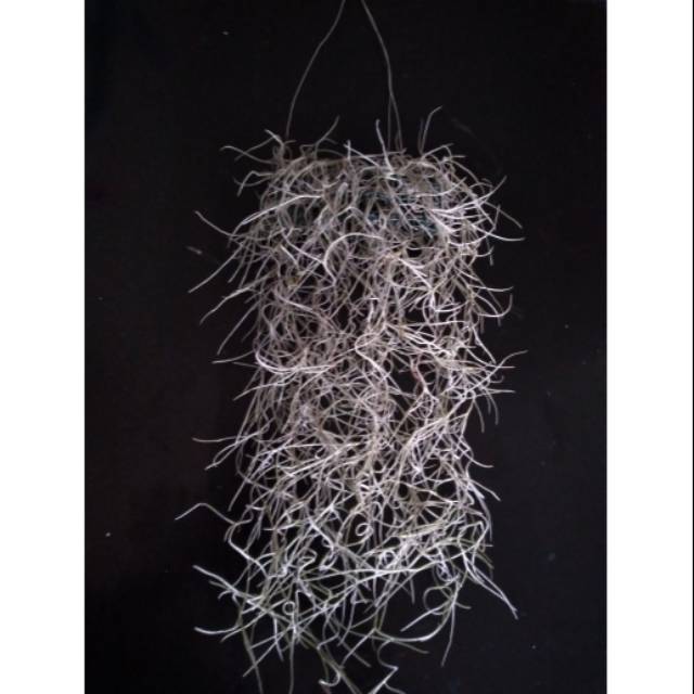 Tanaman hias jenggot musa janggut dewa spanish moss tillandsia ...