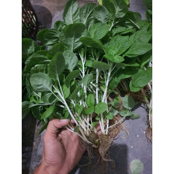 Jual BENIH BAYAM BATANG PUTIH ( THAILAN ) KEMASAN ECERAN | Shopee Indonesia