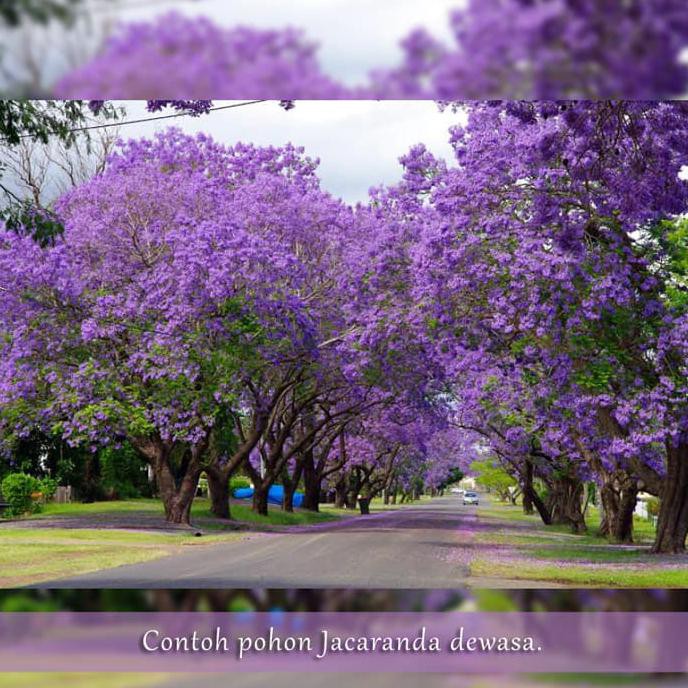 Jual BIBIT POHON JACARANDA TANAMAN BUNGA UNGU HIAS JAKARANDA PENEDUH ...