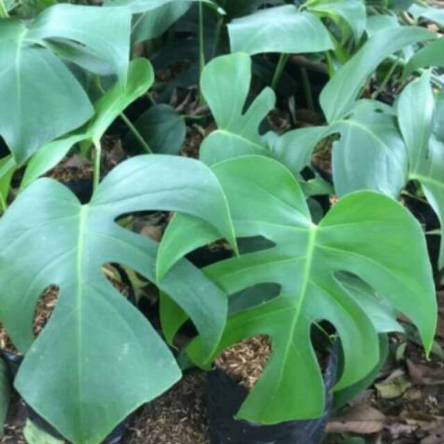 Jual Tanaman hias philodendron monstera deliciousa/tanaman indoor ...
