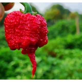 Jual Bibit Cabe Carolina Reaper Benih Cabai Terpedas | Shopee Indonesia