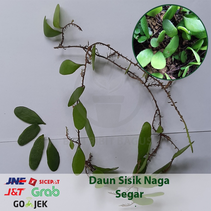Jual Herbal Daun Sisik Naga Segar | Shopee Indonesia