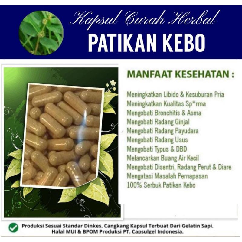 Jual Patikan Kebo Terlengkap & Harga Terbaru Maret 2023 | Shopee Indonesia