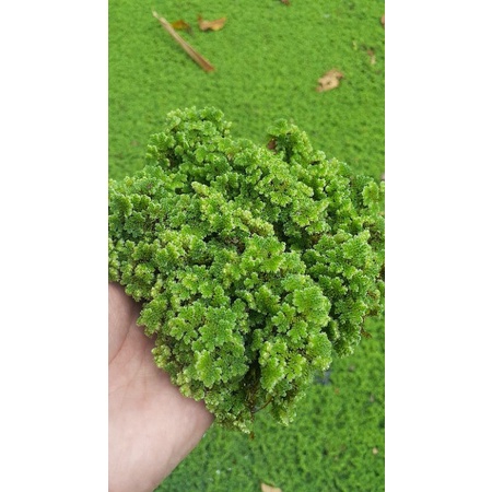 Jual AZOLLA MICROPHYLLA AZOLA 500gram MURAH PAKAN IKAN BEBEK TERNAK ...