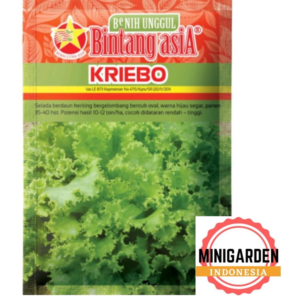 Jual SELADA KERITING HIJAU KRIEBO 10 GRAM PACK BESAR benih bibit biji selada hijau f1 bintang ...