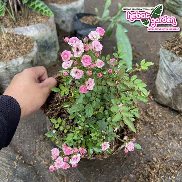 Jual Tanaman Hias Bunga MAWAR Import Minion Outdoor - Hebat Store | Shopee Indonesia